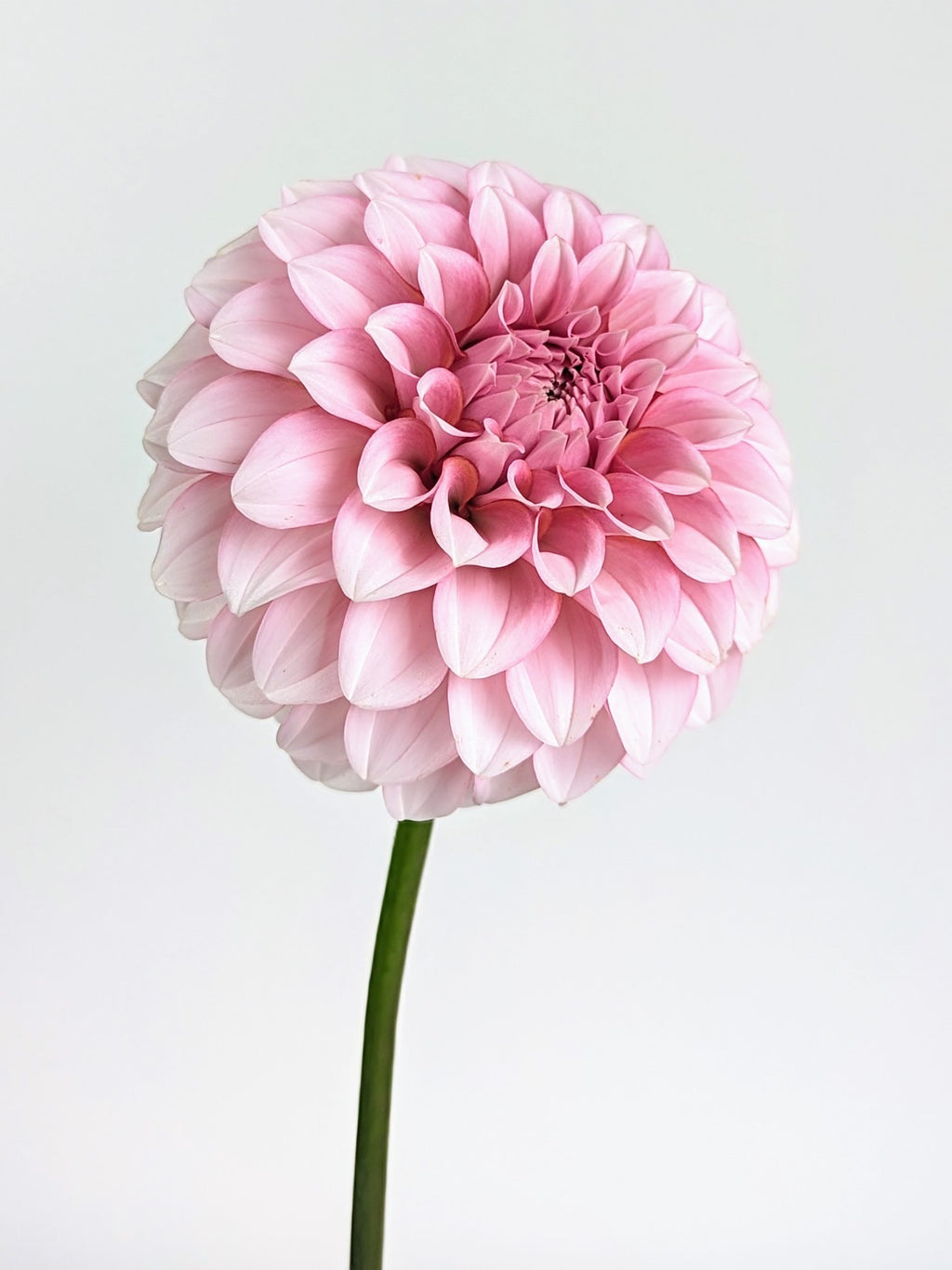 Coseytown® Bermuda Pink | Garden Flower Dahlia Tubers – Coseytown Flowers