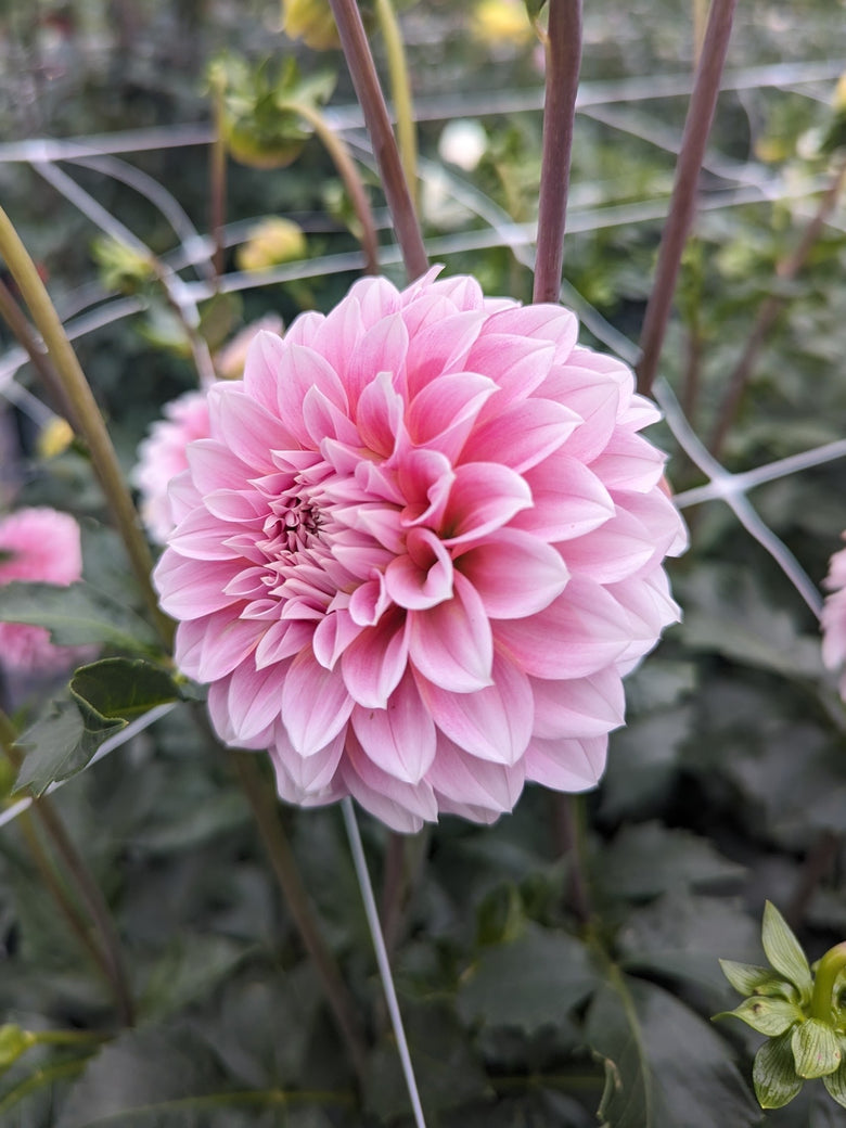 Coseytown™ Bermuda Pink | Garden Flower Dahlia Tubers – Coseytown Flowers