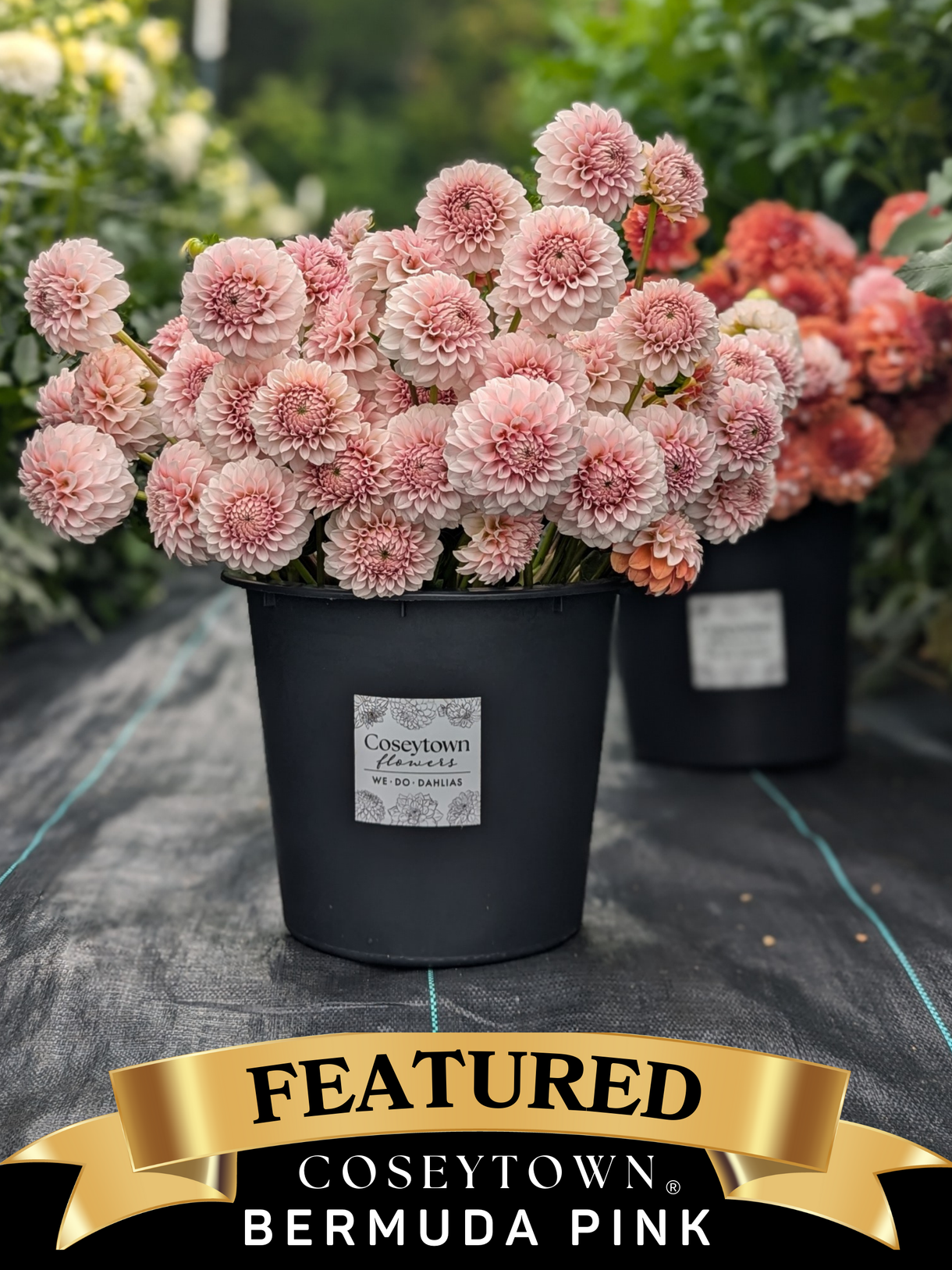 Coseytown® Bermuda Pink | Dahlia Tubers – Coseytown Flowers