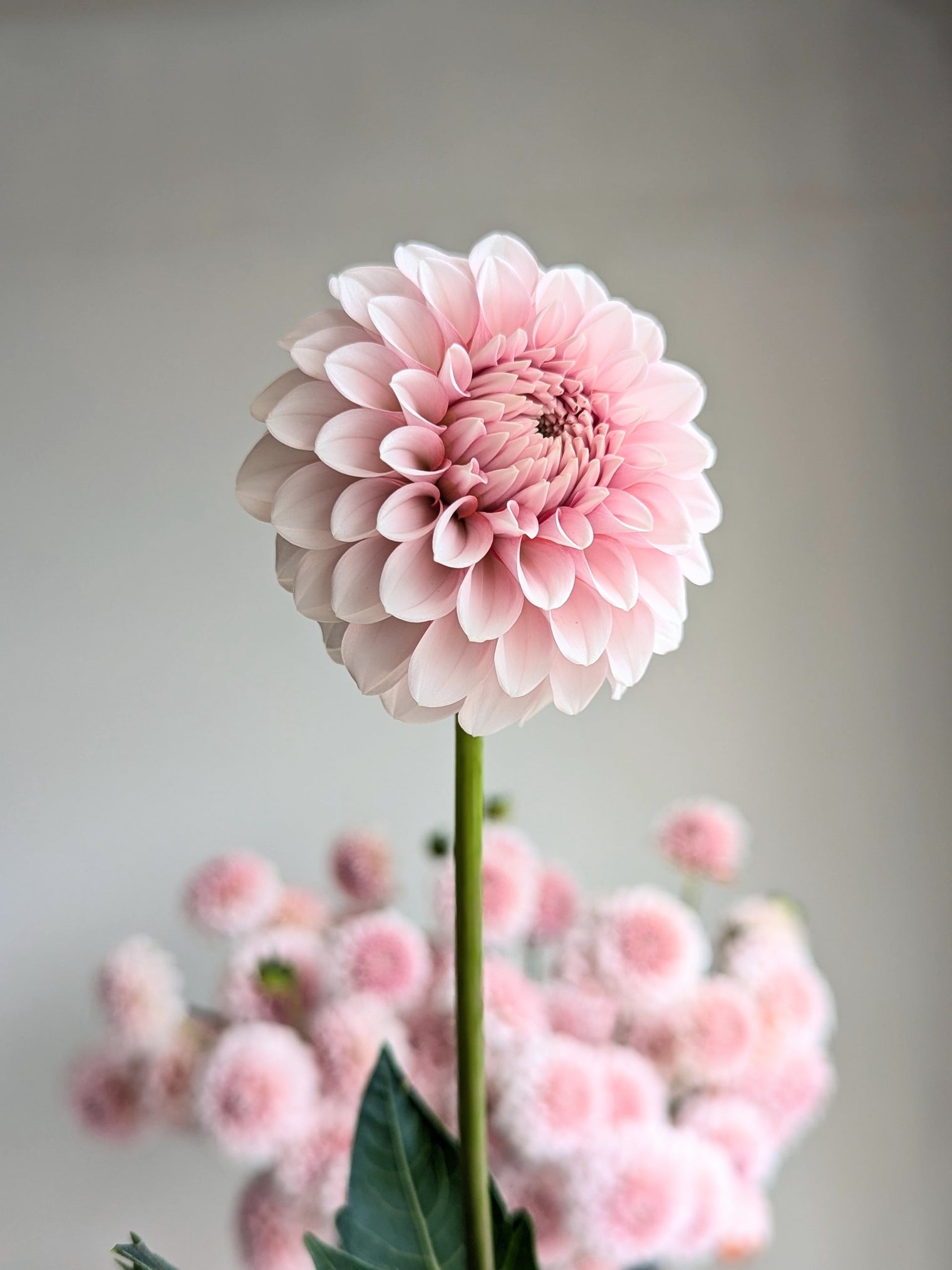 Coseytown® Bermuda Pink | Dahlia Tubers – Coseytown Flowers