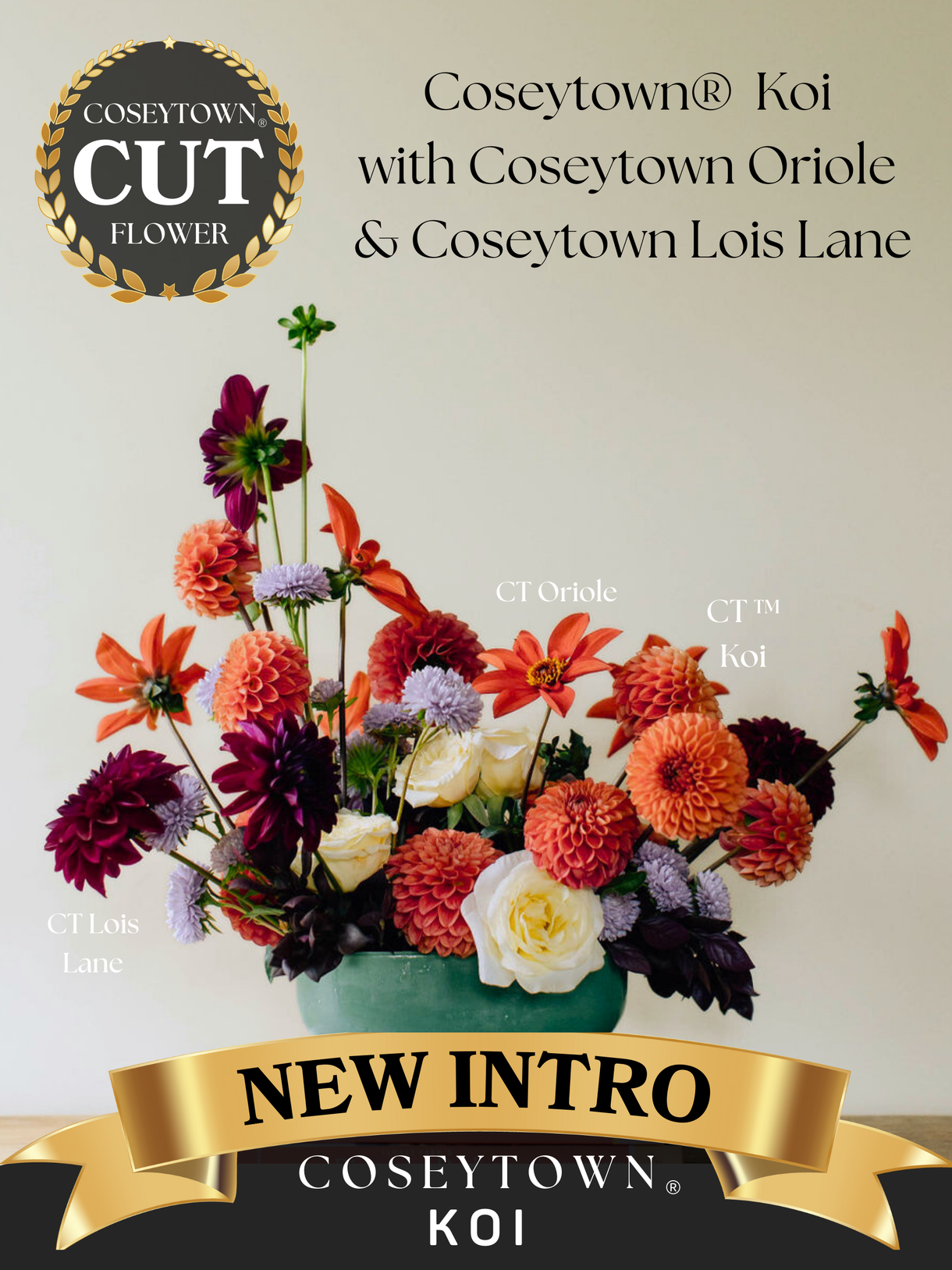 Coseytown® - We Do Dahlias | Cut Flower Dahlias | Flowers – Coseytown ...