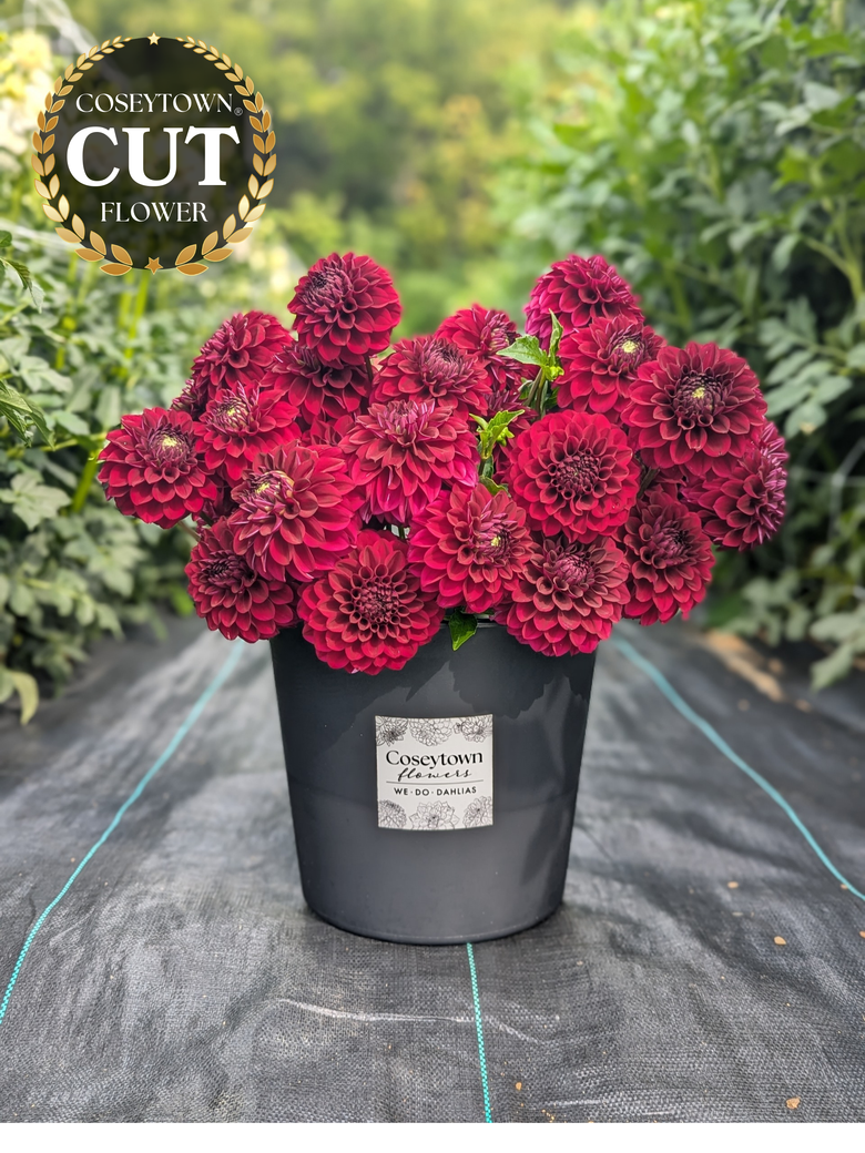 Dahlia Shop – Coseytown Flowers