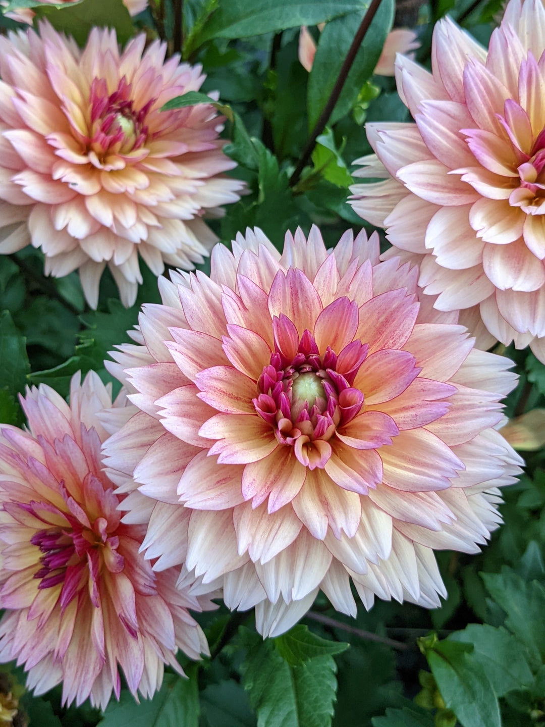 Coseytown® First Bloom | Garden Flower Dahlia Tubers – Coseytown Flowers