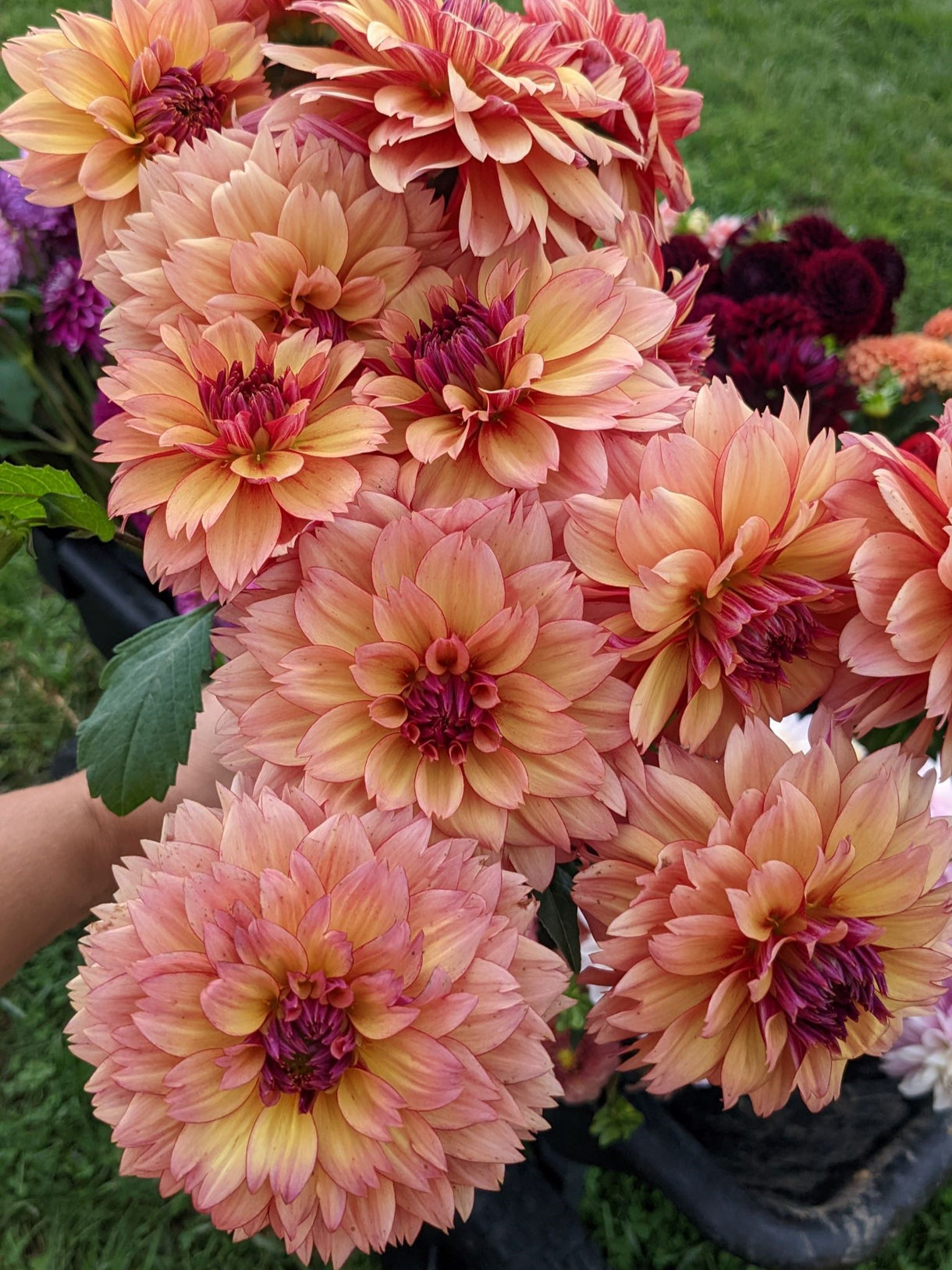 Coseytown® First Bloom | Garden Flower Dahlia Tubers – Coseytown Flowers