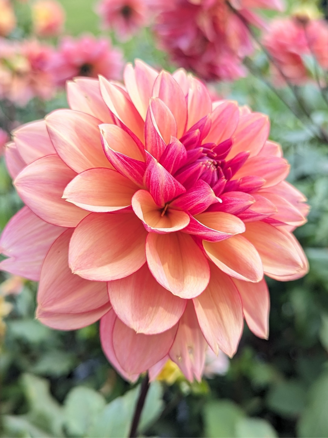 Coseytown® First Bloom | Dahlia Tubers – Coseytown Flowers
