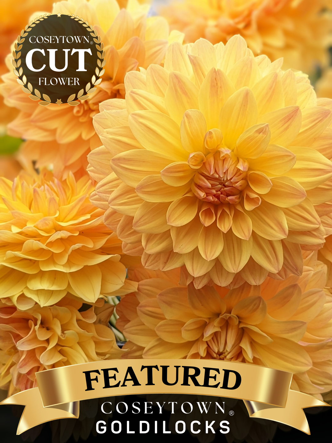 Coseytown® Goldilocks | Cut Flower Dahlia Tubers – Coseytown Flowers