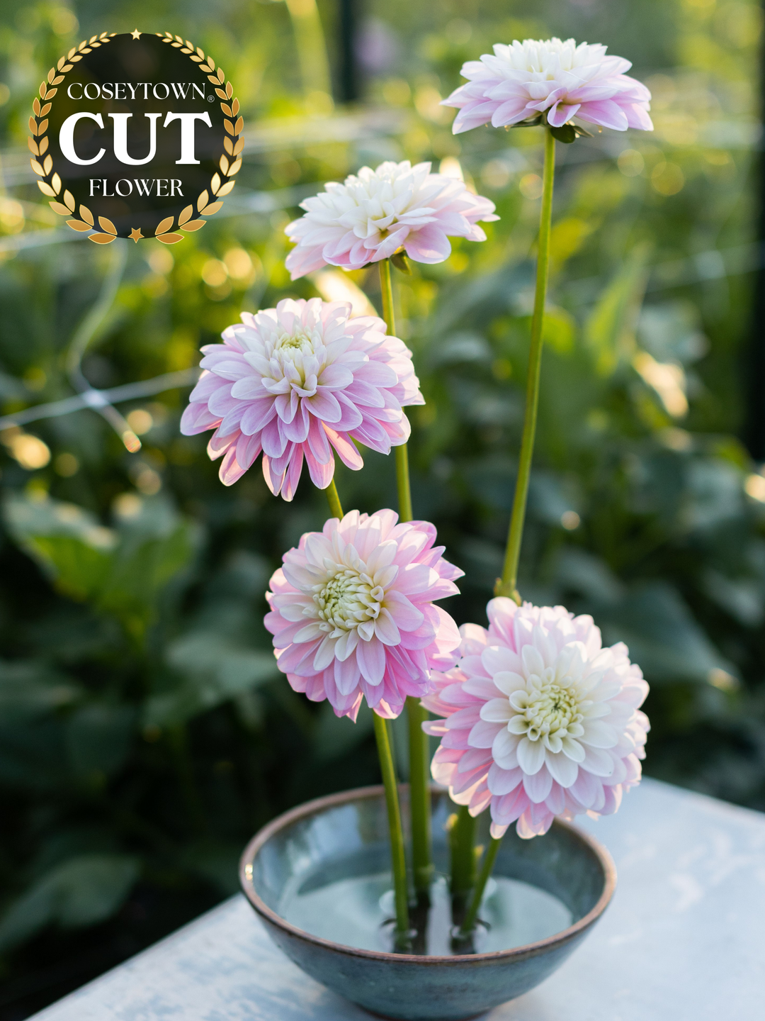 Coseytown® Kay | Cut Flower Dahlia Tubers – Coseytown Flowers
