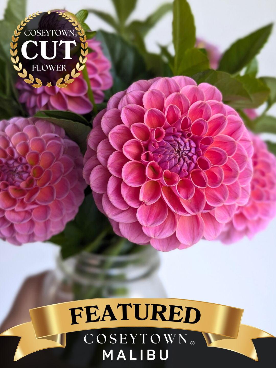 Coseytown® Malibu | Cut Flower Dahlia Tubers – Coseytown Flowers
