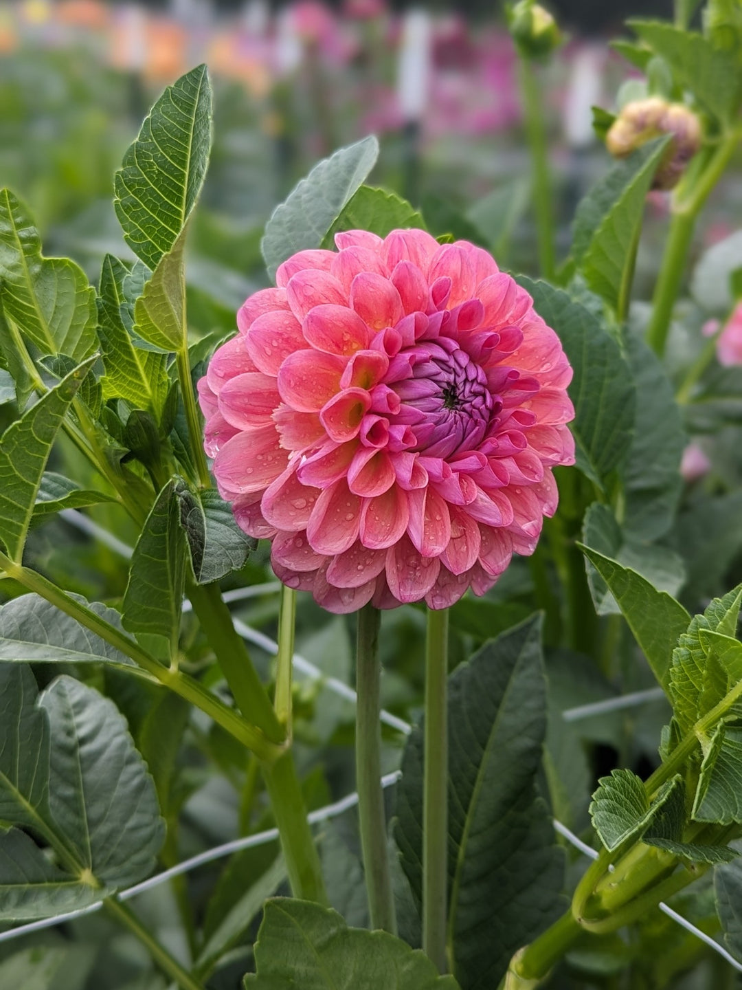 Coseytown® Malibu | Cut Flower Dahlia Tubers – Coseytown Flowers