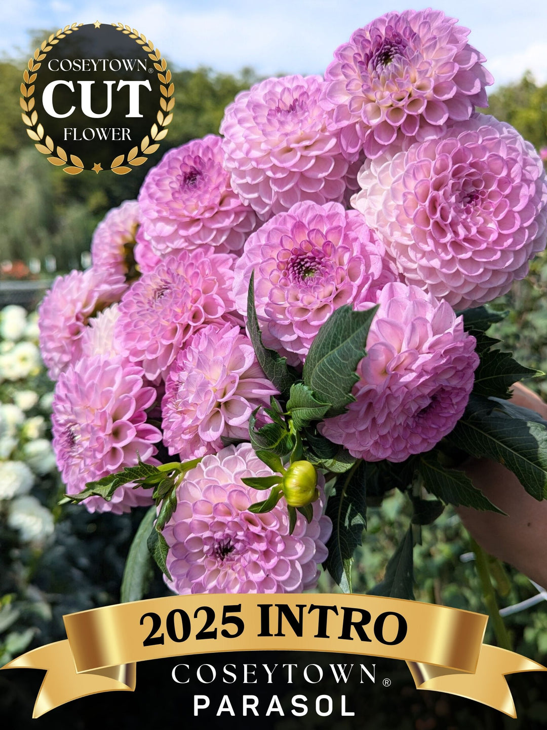 Coseytown® Parasol | Cut Flower Dahlia Tubers – Coseytown Flowers