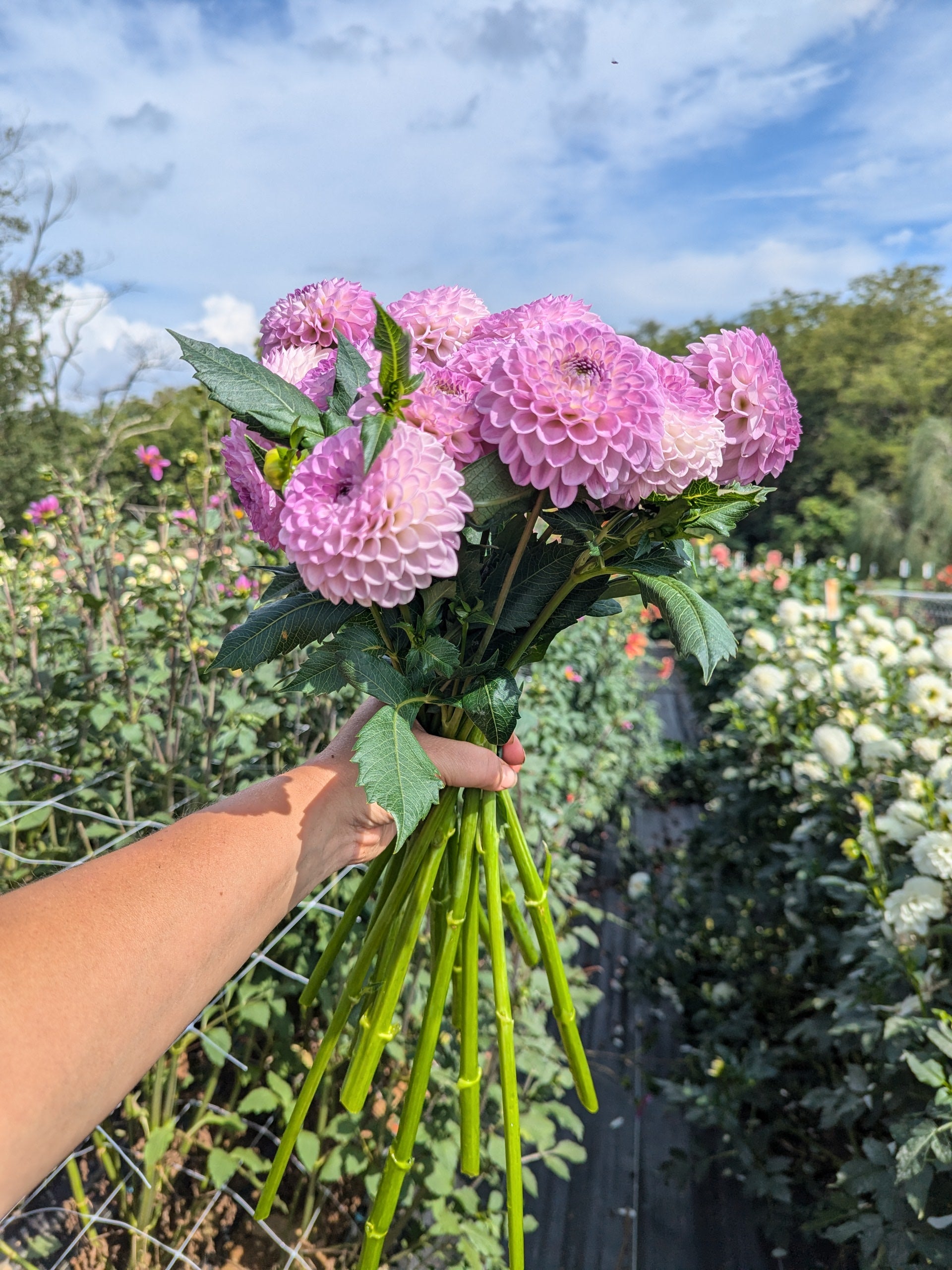Coseytown® Parasol | Cut Flower Dahlia Tubers – Coseytown Flowers