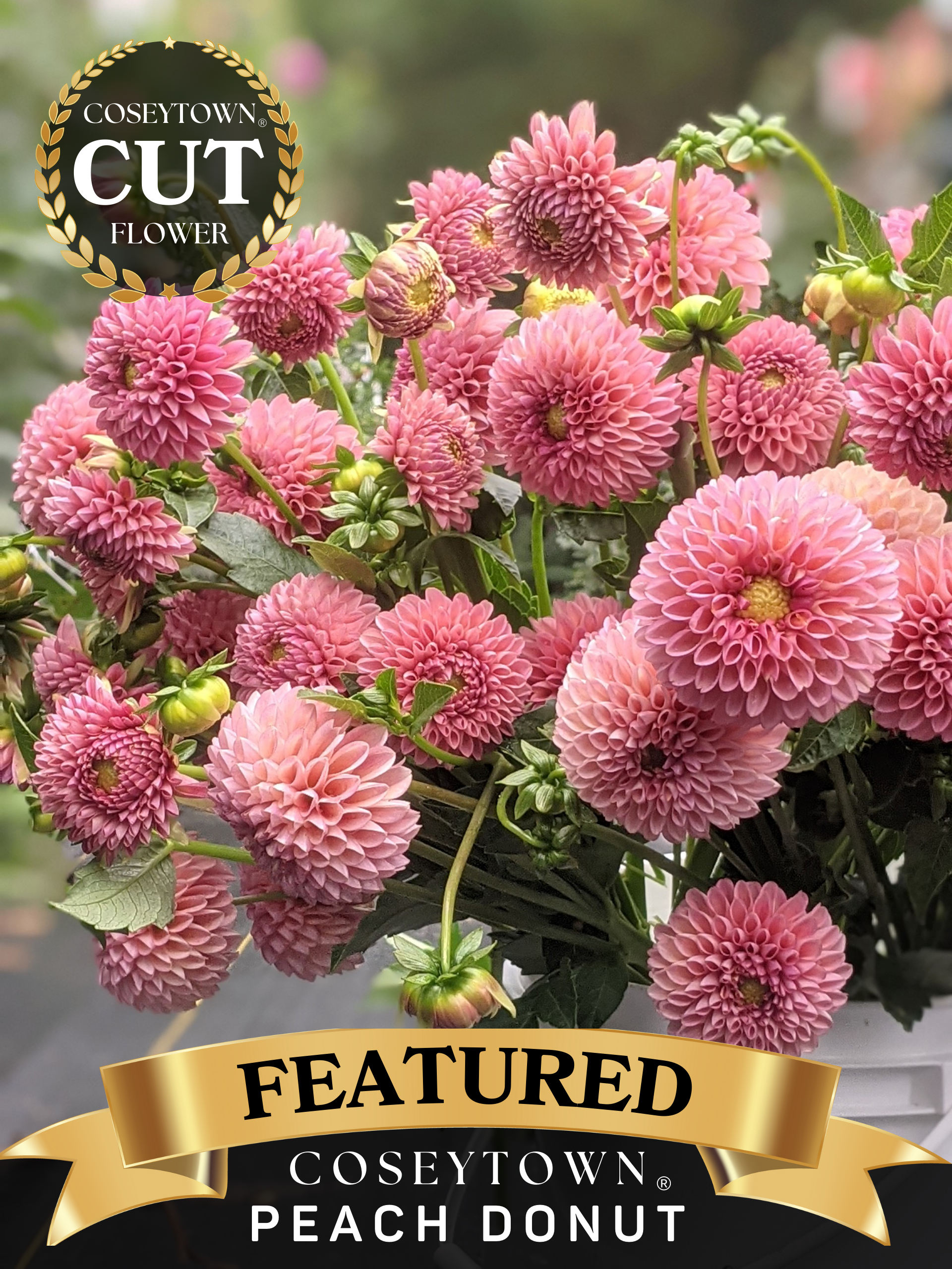Coseytown® Peach Donut | Cut Flower Dahlia Tubers – Coseytown Flowers