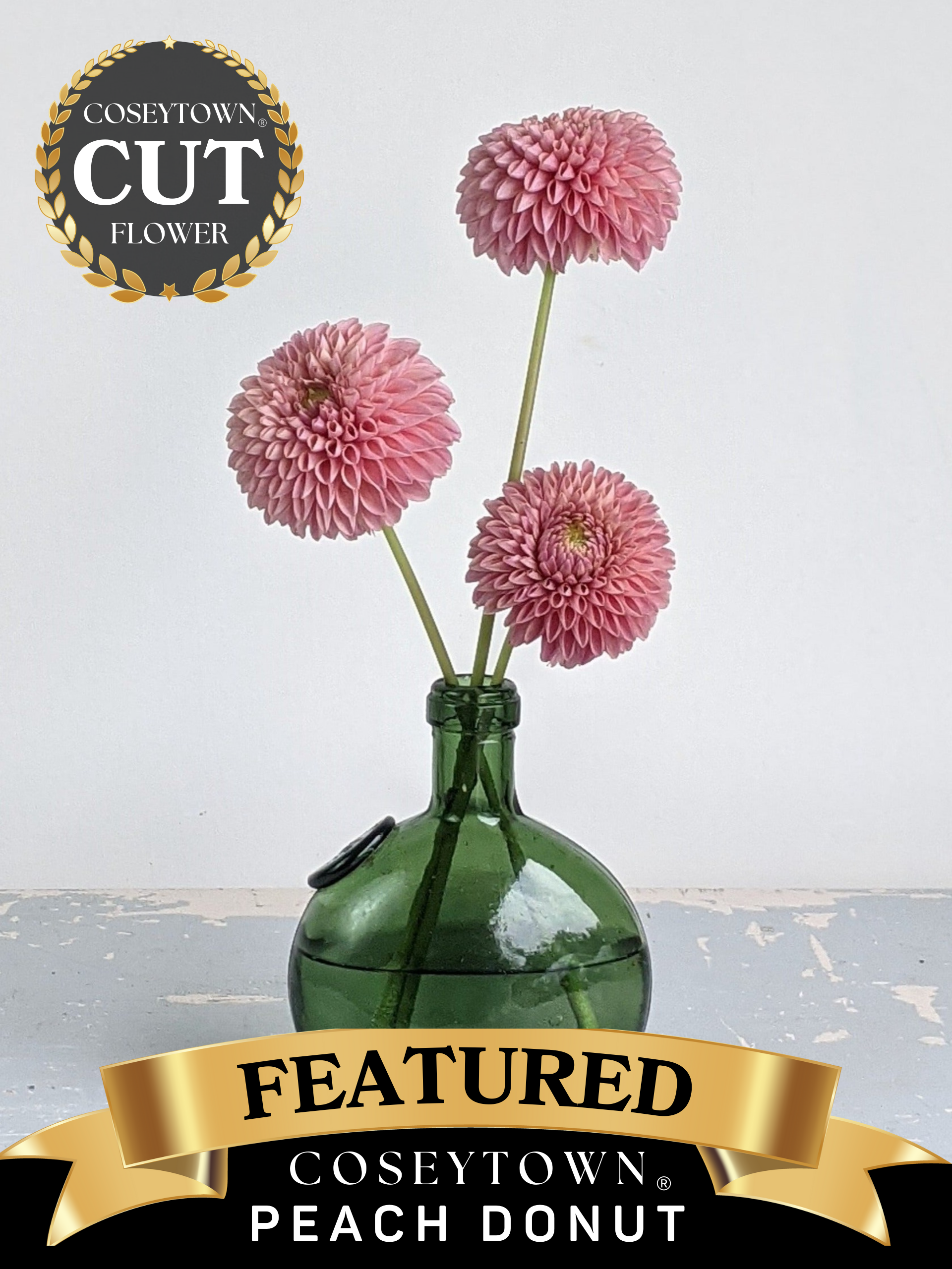Coseytown® Peach Donut | Cut Flower Dahlia Tubers – Coseytown Flowers