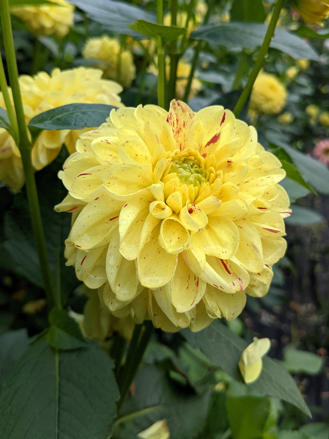 Dahlia Shop – Coseytown Flowers