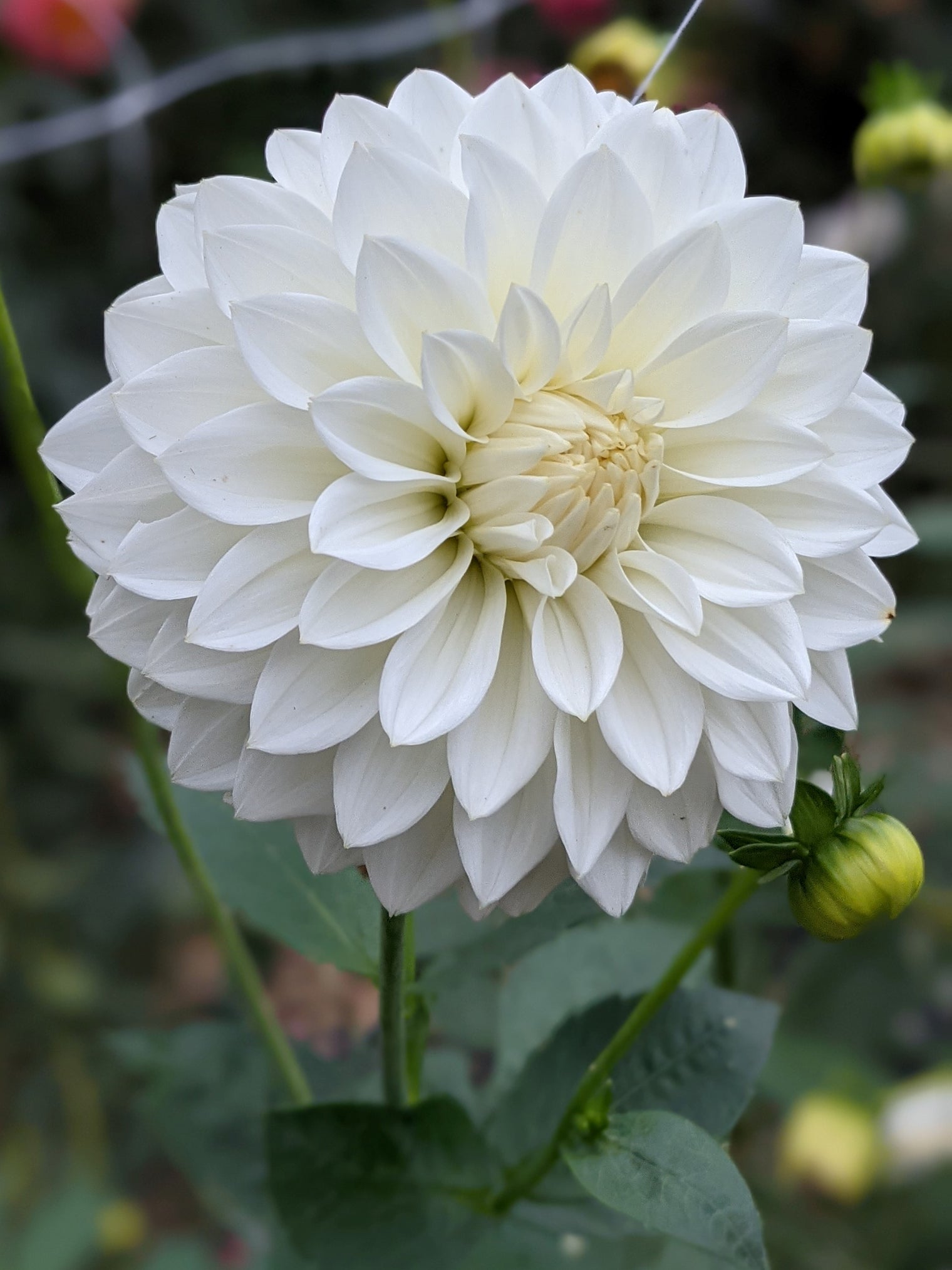 Dahlia Shop – Coseytown Flowers