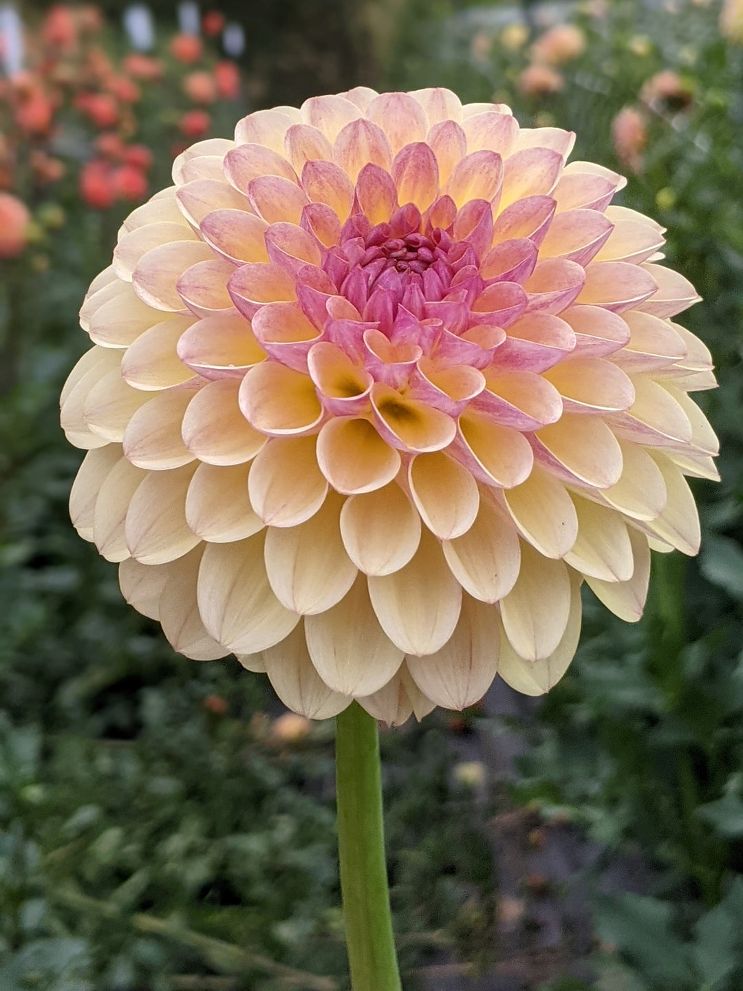 Coseytown | WE ∙ DO ∙ DAHLIAS | Cut Flower Dahlias | Flowers ...
