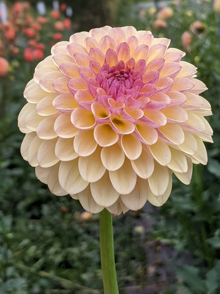Coseytown® Gale | Cut Flower Dahlia Tubers – Coseytown Flowers