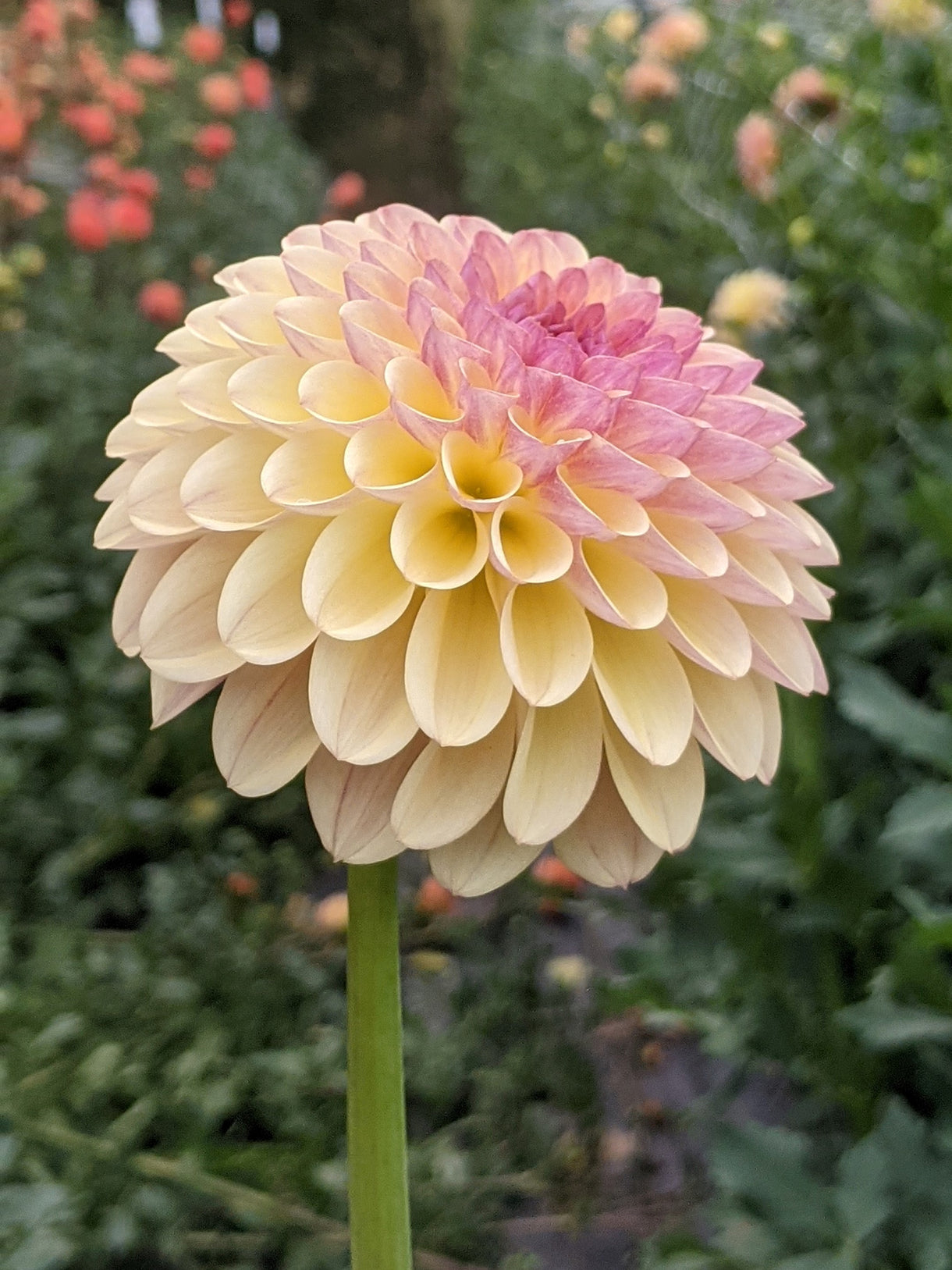 Coseytown® Gale | Cut Flower Dahlia Tubers – Coseytown Flowers