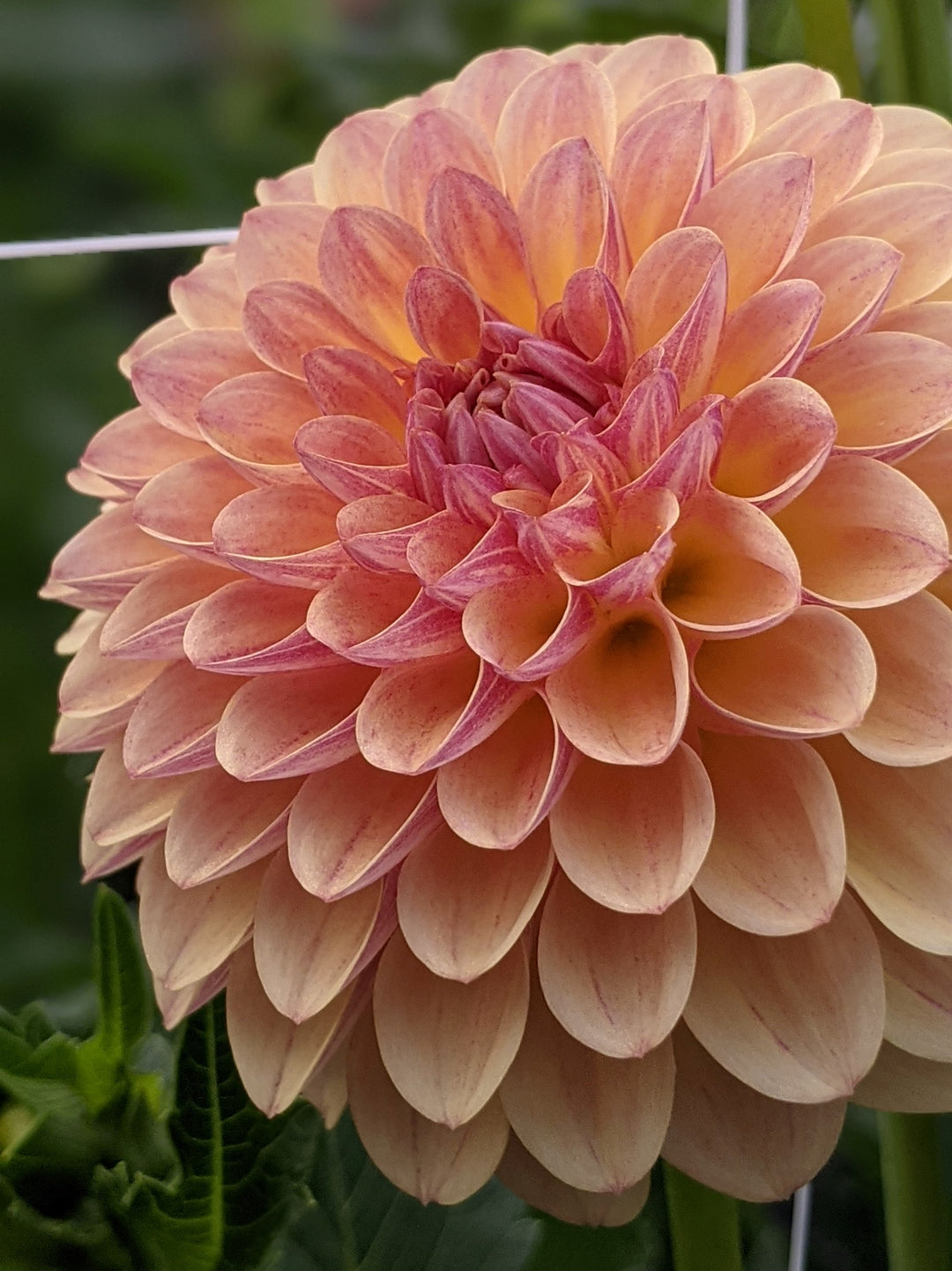 Coseytown® Gale | Cut Flower Dahlia Tubers – Coseytown Flowers