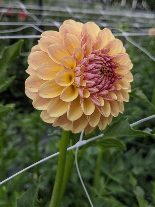 Coseytown® Gale | Cut Flower Dahlia Tubers – Coseytown Flowers