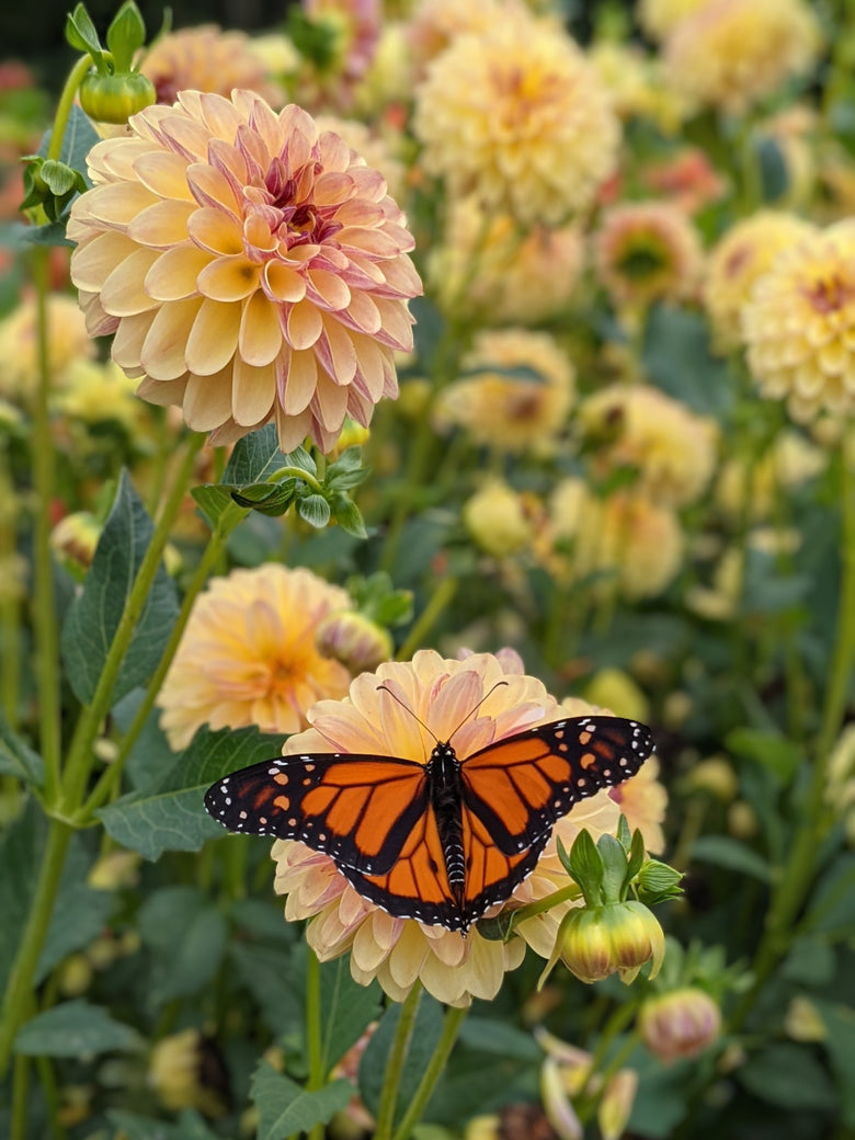 Coseytown® Gale | Cut Flower Dahlia Tubers – Coseytown Flowers