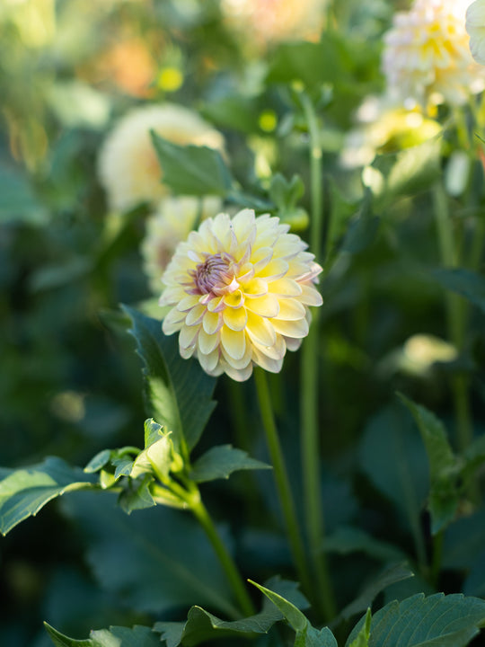 Coseytown | WE ∙ DO ∙ DAHLIAS | Cut Flower Dahlias | Flowers ...