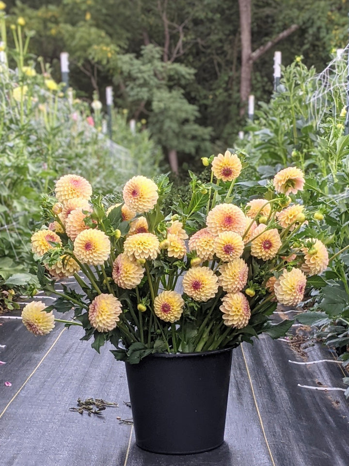 Coseytown | WE ∙ DO ∙ DAHLIAS | Cut Flower Dahlias | Flowers ...