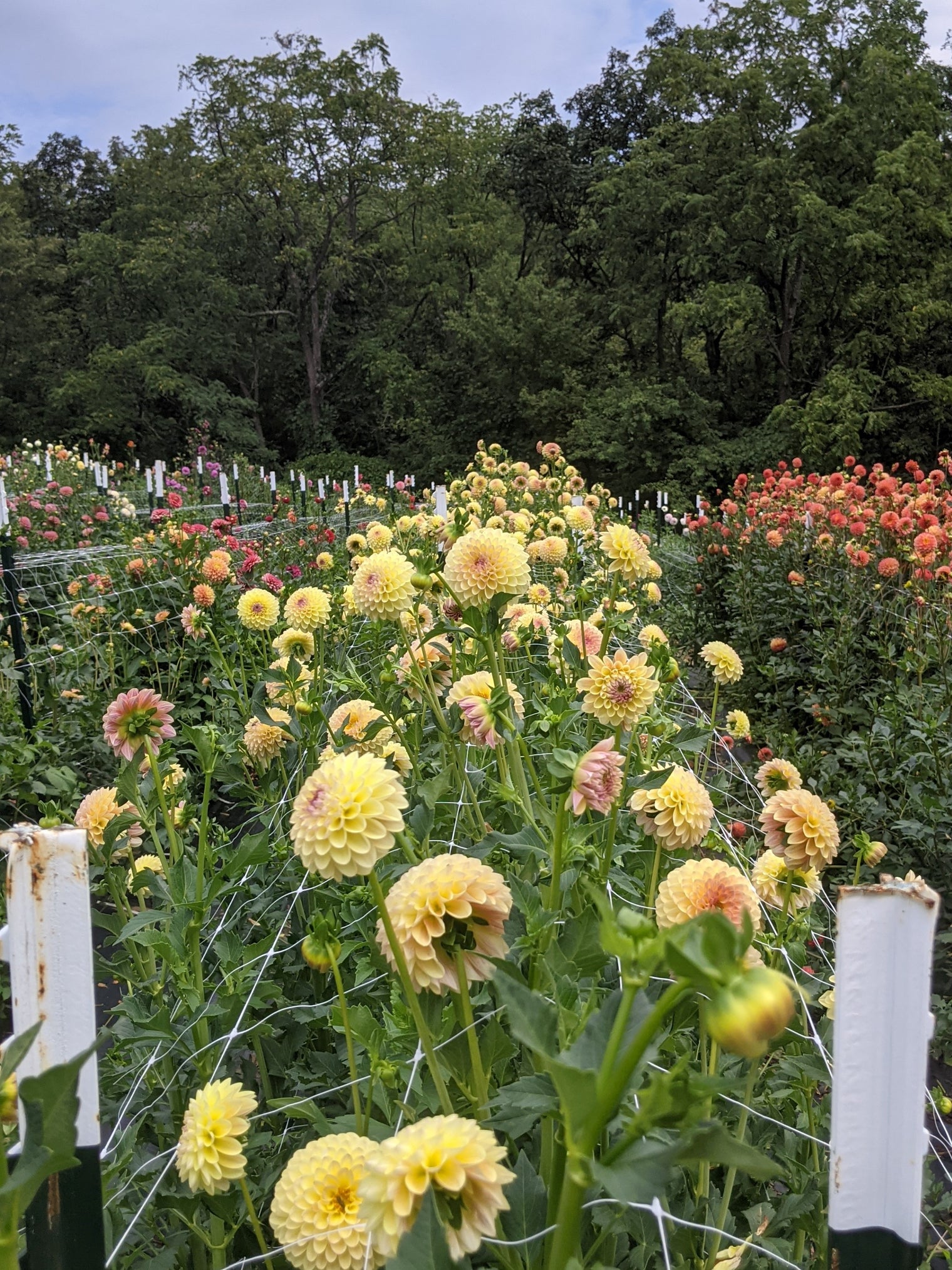 Coseytown® Gale | Cut Flower Dahlia Tubers – Coseytown Flowers