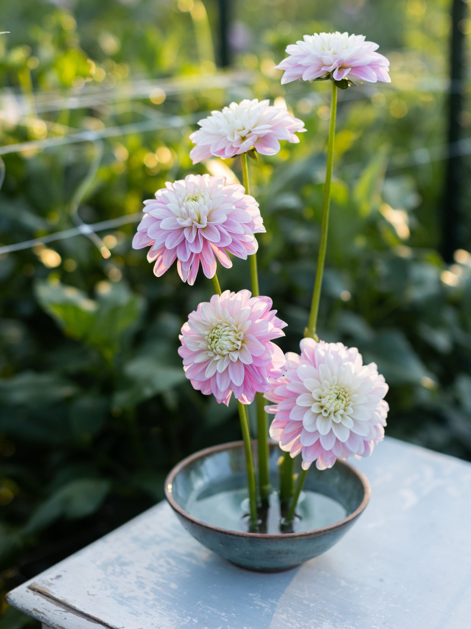 Coseytown® Kay | Cut Flower Dahlia Tubers – Coseytown Flowers