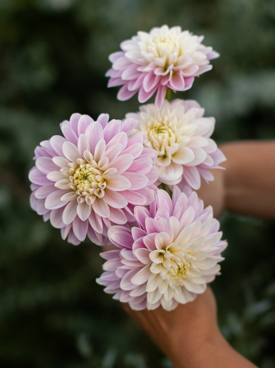 Coseytown® Kay | Cut Flower Dahlia Tubers – Coseytown Flowers