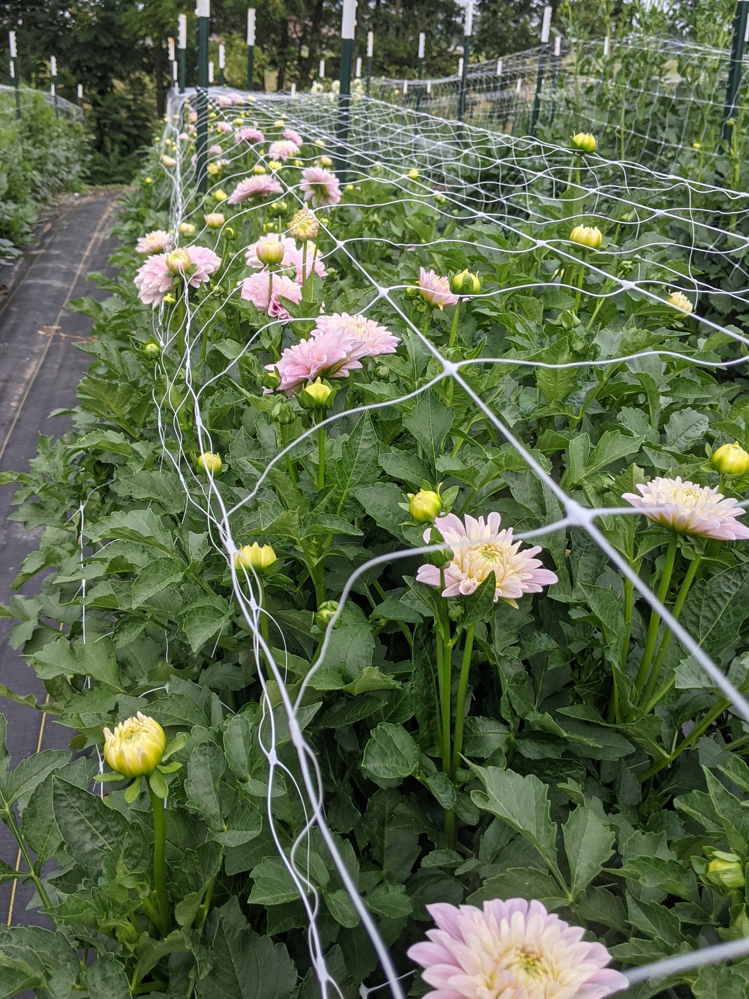 Coseytown® Kay | Cut Flower Dahlia Tubers – Coseytown Flowers