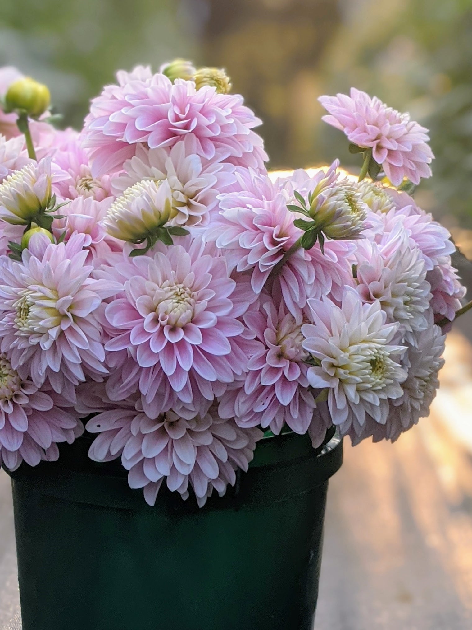 Coseytown® Kay | Cut Flower Dahlia Tubers – Coseytown Flowers