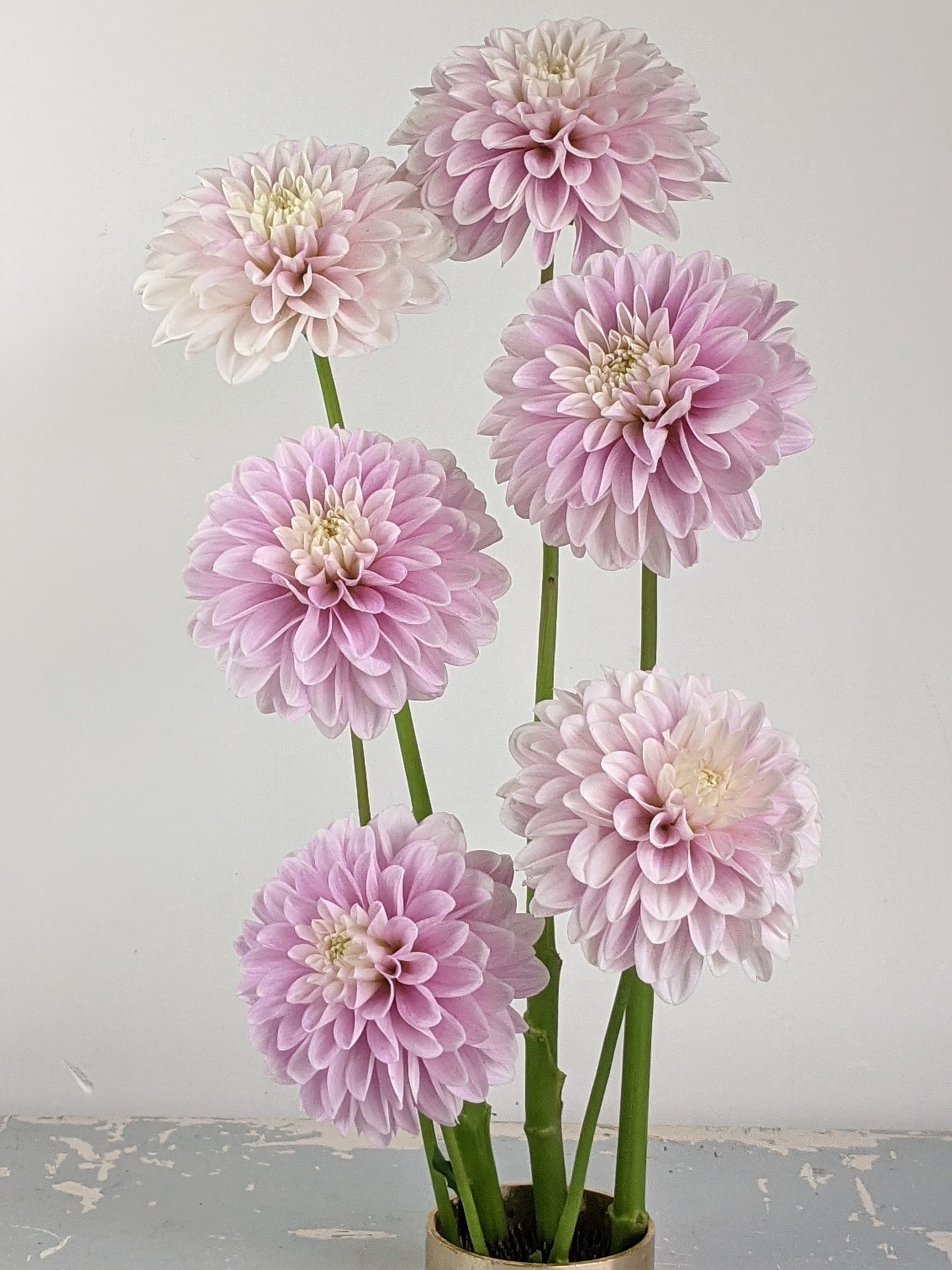 Coseytown® Kay | Cut Flower Dahlia Tubers – Coseytown Flowers