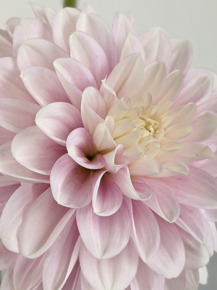 Coseytown® Kay | Cut Flower Dahlia Tubers – Coseytown Flowers