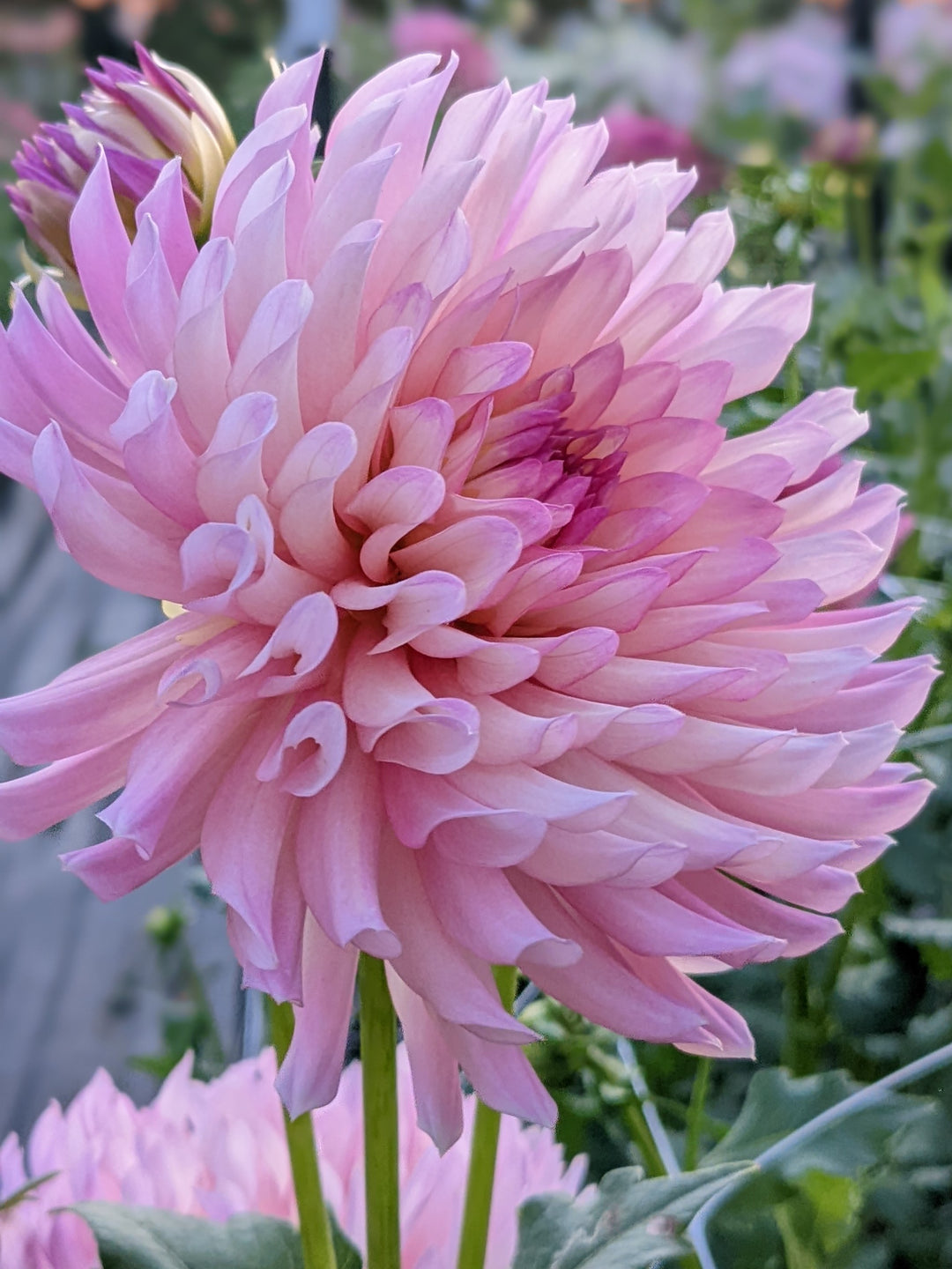 Coseytown® - We Do Dahlias | Cut Flower Dahlias | Flowers – Coseytown ...