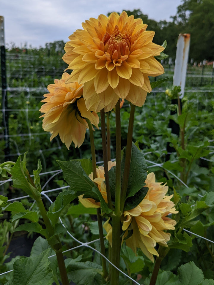 Coseytown® Goldilocks | Cut Flower Dahlia Tubers – Coseytown Flowers