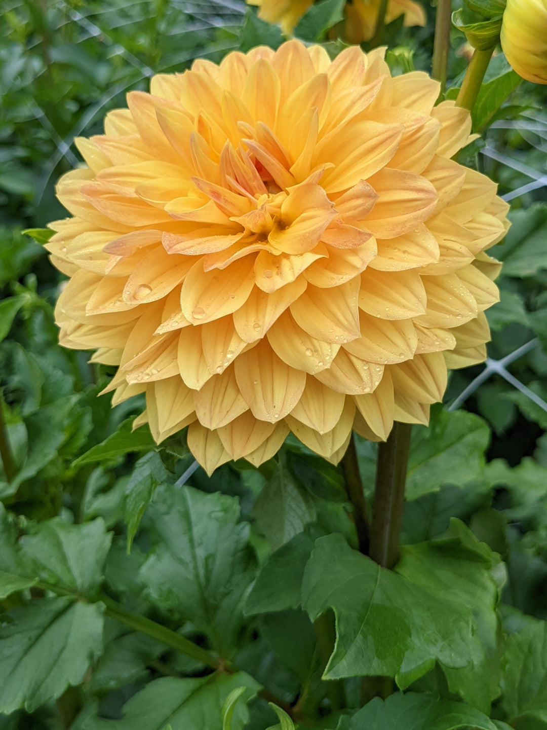Coseytown® Goldilocks | Cut Flower Dahlia Tubers – Coseytown Flowers