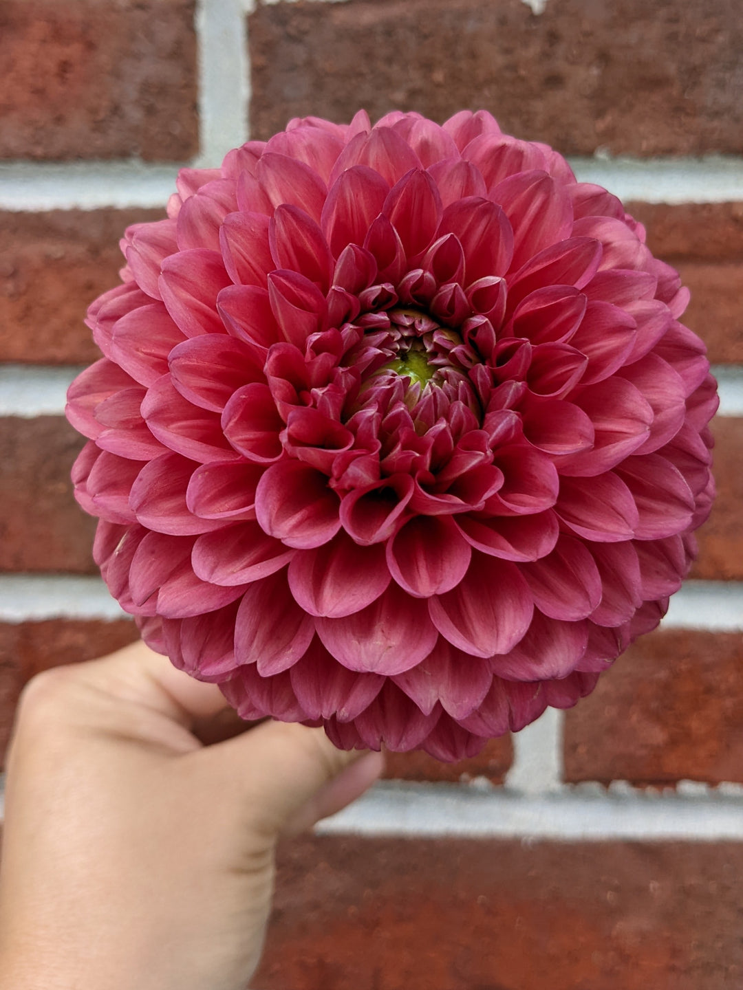 Coseytown Mason – Coseytown Flowers